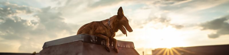 Diensthunde-Ausbildung | Schweikert Dog Equipment