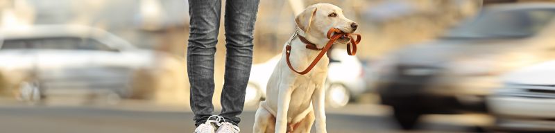Hundesport Produkte kaufen | Schweikert Dog Equipment